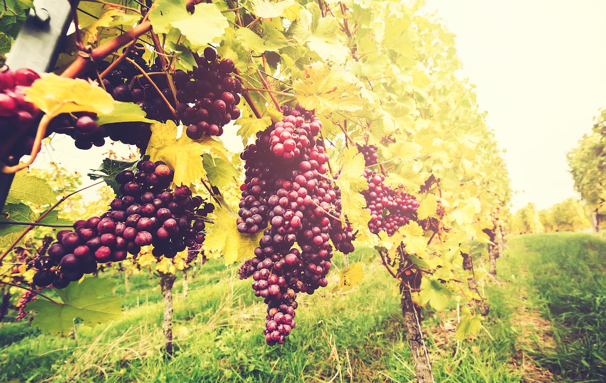Sustainable Wineries | Sonoma Wine Tasting Blog | Environmental Regulations and ISO 14001 ...