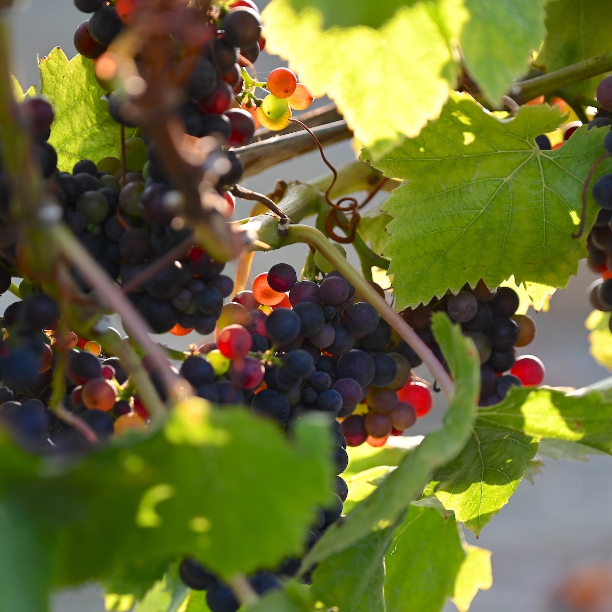 Russian River Wineries: Top 7 Russian River Valley Wineries | Sonoma ...